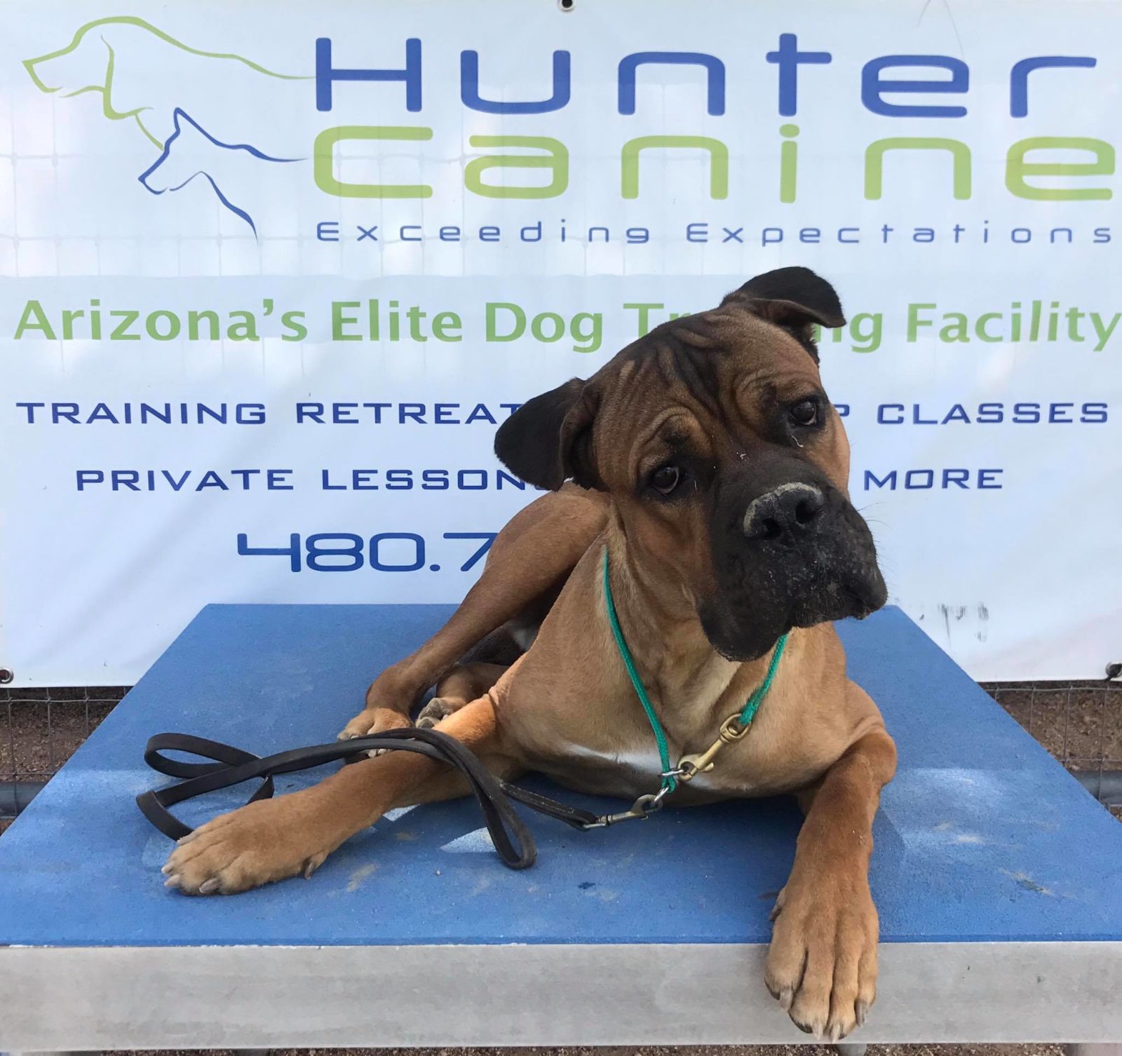 20449127_1625531327518216_8798704653485805838_o - Phoenix Dog Training and Group Obedience Classes