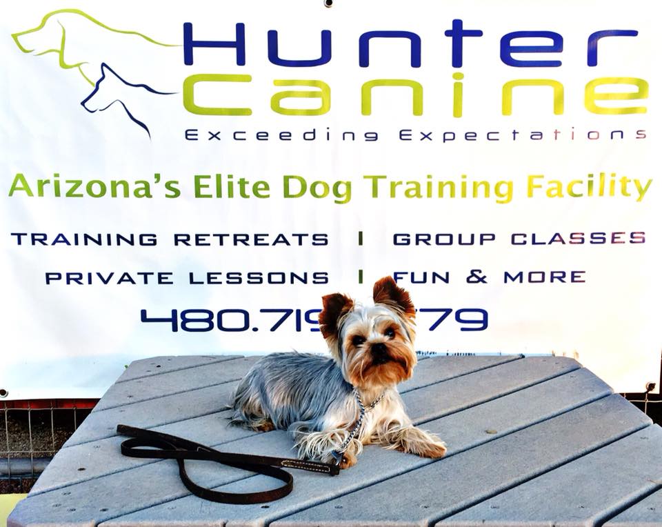 27540096_1867389823332364_3086192937917075440_n - Phoenix Dog Training and Group Obedience Classes