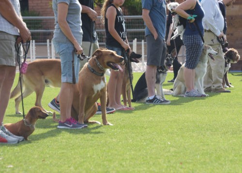 DSC_0012 - Phoenix Dog Training and Group Obedience Classes