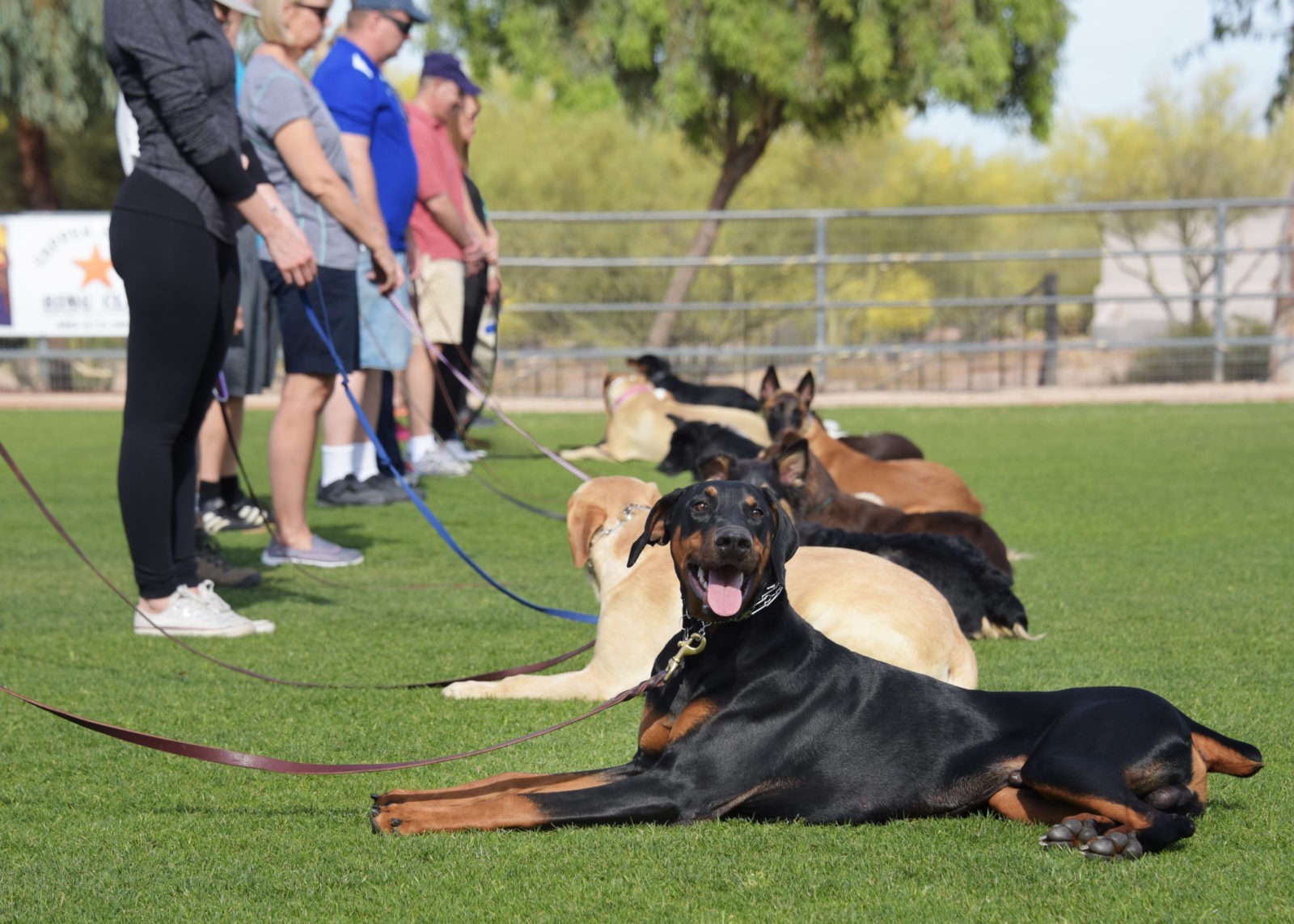 DSC_0038 - Phoenix Dog Training and Group Obedience Classes