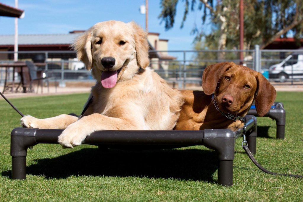 Dog Training Camps- Get the most out of your dog- with our off leash camp