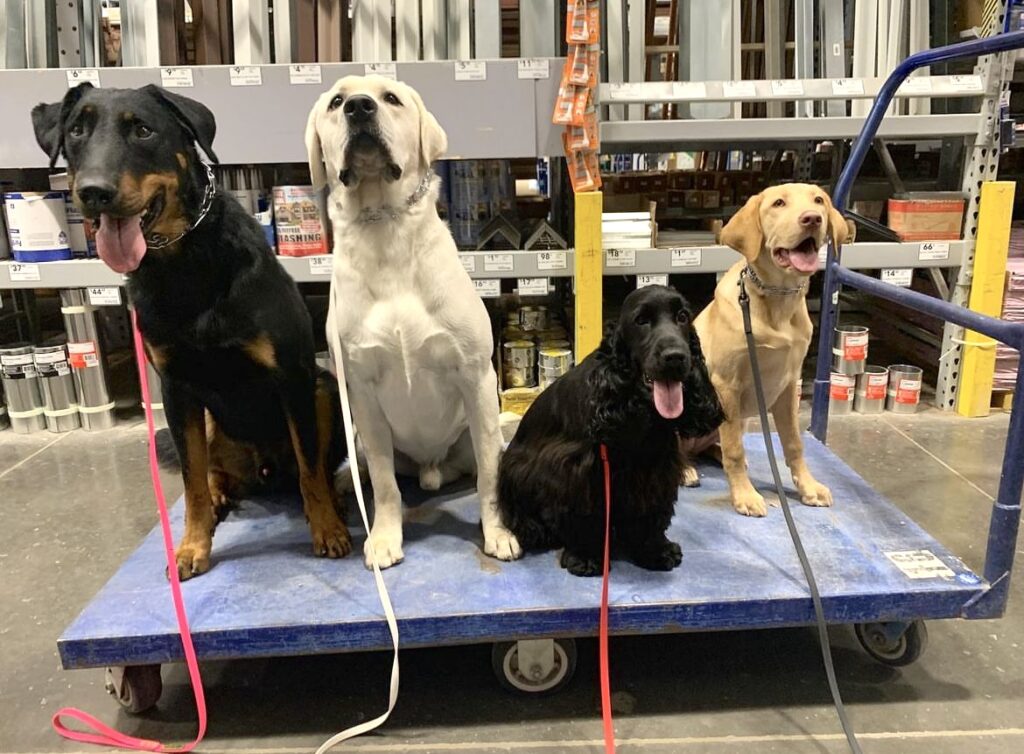 Dog Training Camps- Get the most out of your dog- with our off leash camp